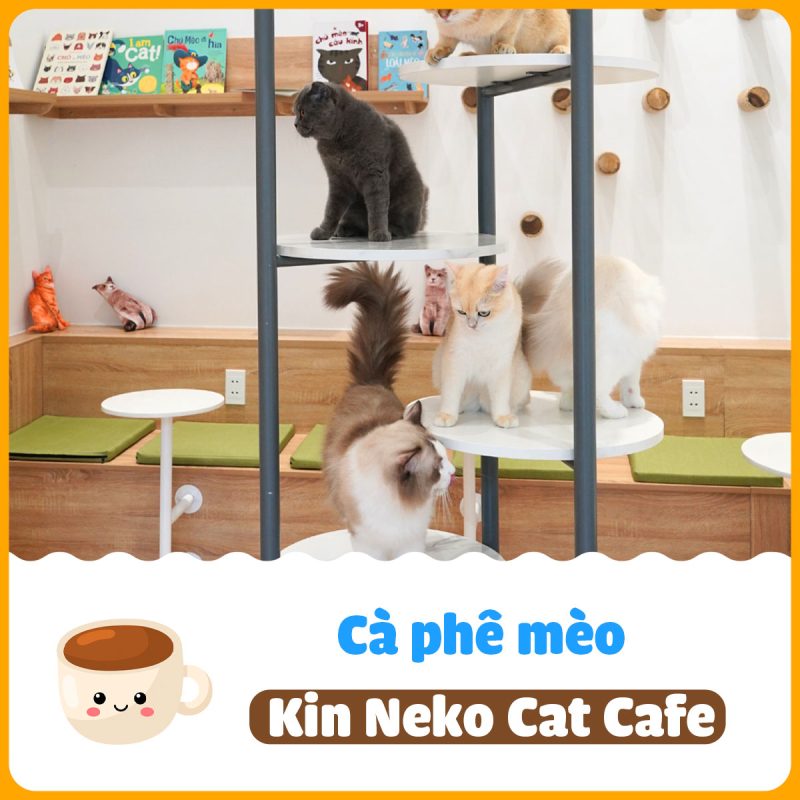 KIN NEKO PET SHOP - CỬA HÀNG THÚ CƯNG