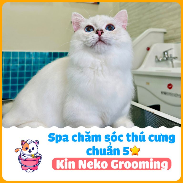 KIN NEKO PET SHOP - CỬA HÀNG THÚ CƯNG