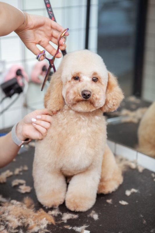 Bật mí cách nuôi chó Poodle theo từng giai đoạn cho người mới | Kin ...