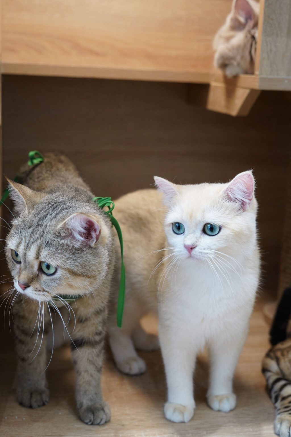 Kin Neko Cat Cafe - Điểm đến lý tưởng cho người yêu mèo
