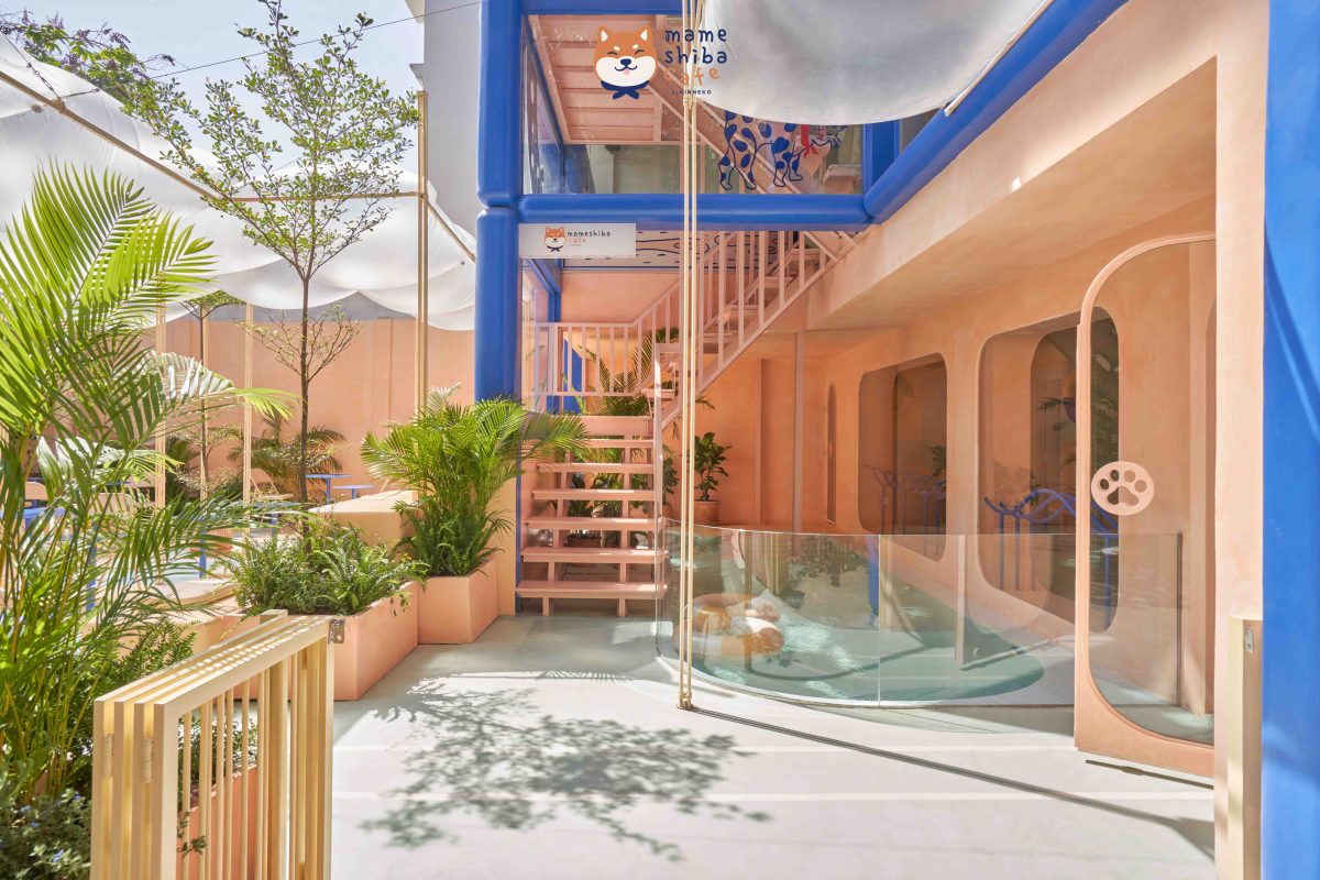 MAME SHIBA CAFE - KHÔNG GIAN CAFE CÚN CỰC YÊU DÀNH CHO BẠN | Kin Neko ...