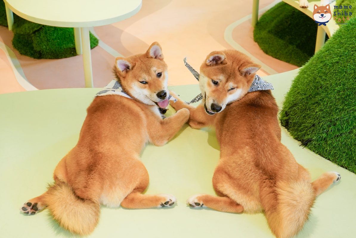 MAME SHIBA CAFE - KHÔNG GIAN CAFE CÚN CỰC YÊU DÀNH CHO BẠN | Kin Neko ...