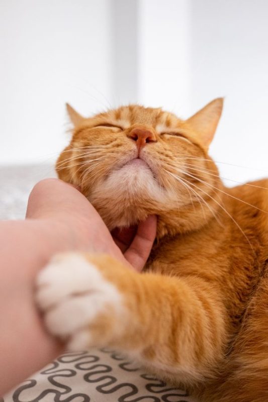 Tại sao mèo con kêu liên tục? Bật mí 8 Cách khắc phục hiệu quả | Kin ...