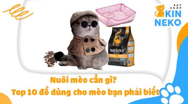 Nuôi mèo cần gì? Top 10 đồ dùng cho mèo bạn phải biết | Kin Neko Petshop