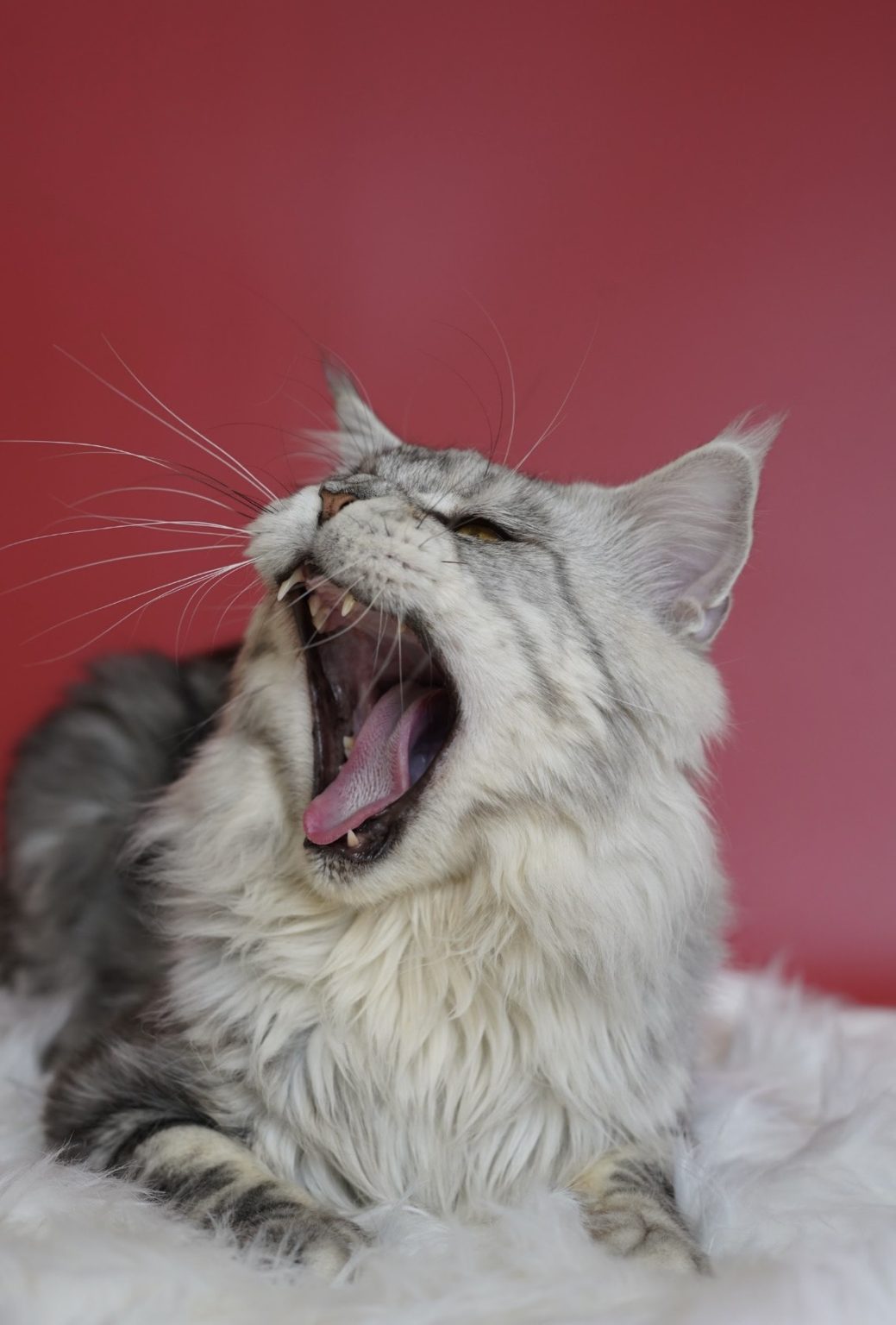Kin Neko Cat Cafe - Điểm đến lý tưởng cho người yêu mèo