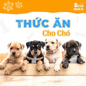 KIN NEKO PET SHOP - CỬA HÀNG THÚ CƯNG
