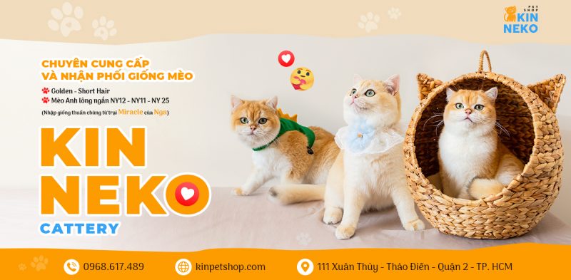 KIN NEKO PET SHOP - CỬA HÀNG THÚ CƯNG